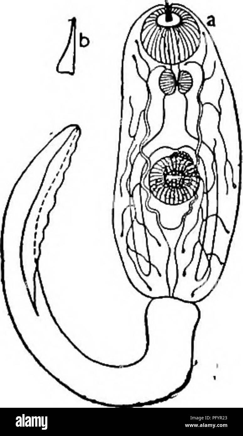 This image presents a study of parasitic flatworms in freshwater ...