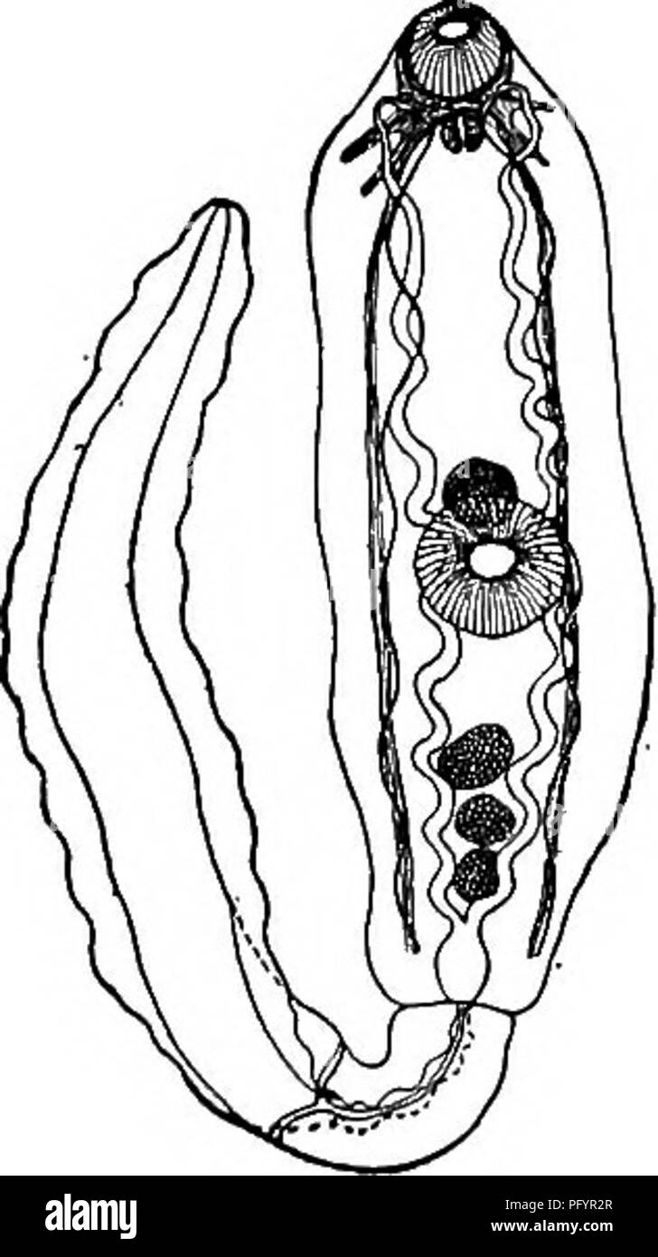Flatworms Black and White Stock Photos & Images - Alamy