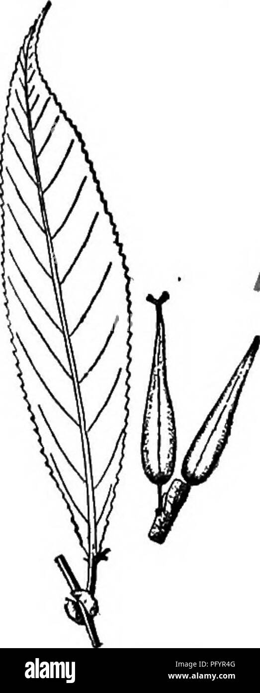 Glabrous branchlets hi-res stock photography and images - Alamy