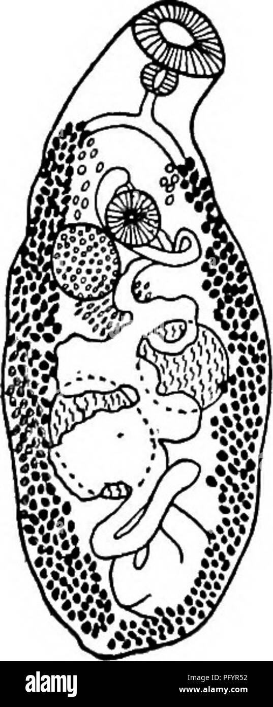 Vesicula seminalis hi-res stock photography and images - Alamy