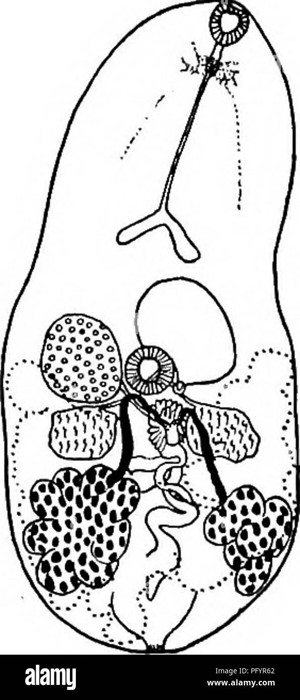 Genital pore hi-res stock photography and images - Alamy
