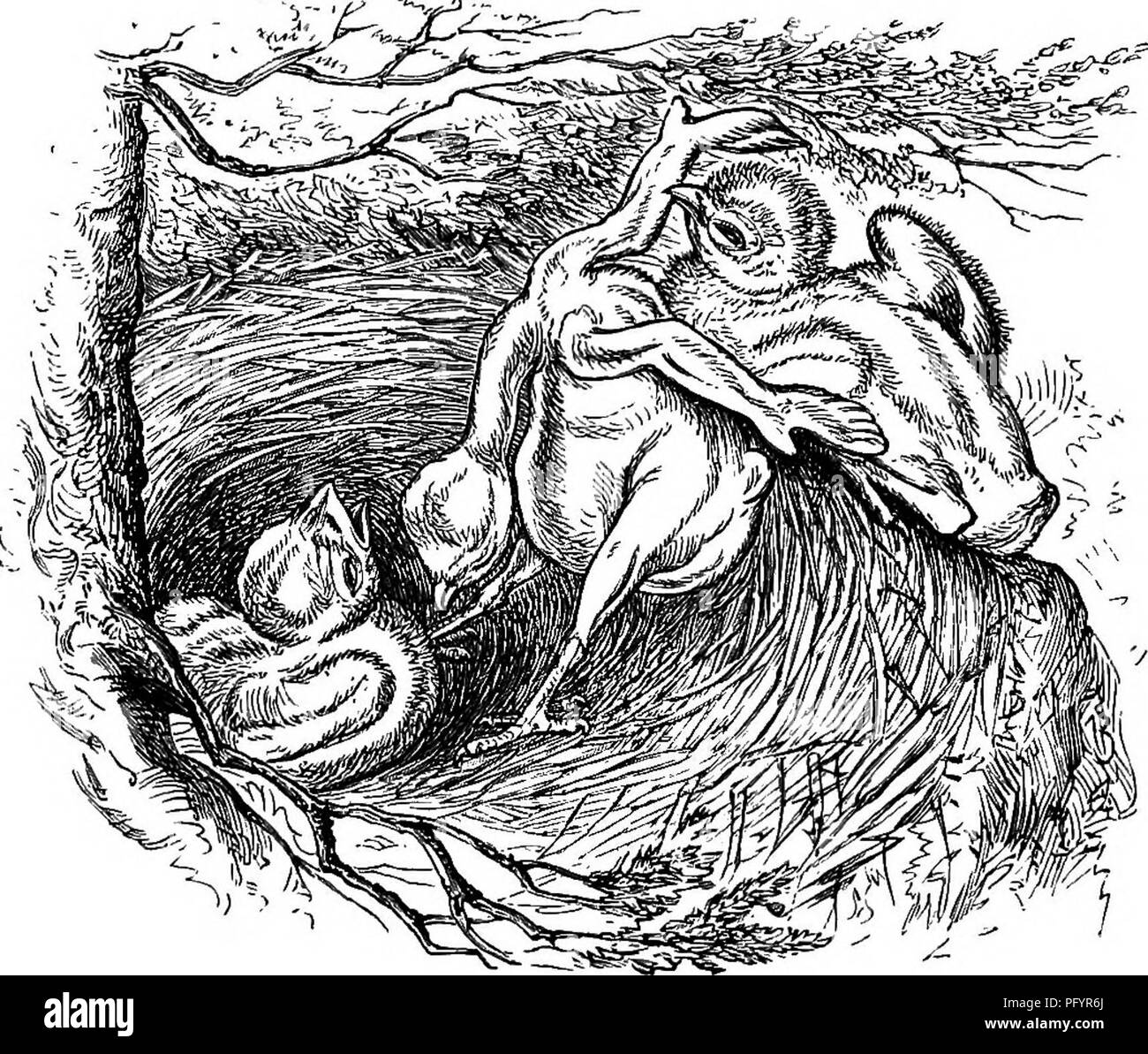 This study documents the migratory behavior of the cuckoo, detailing ...