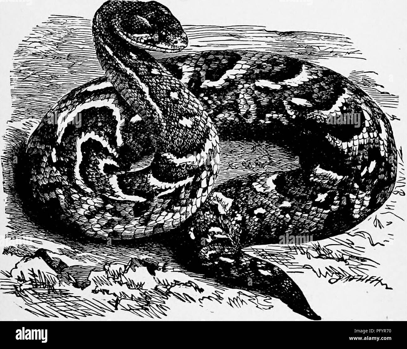 Adder family hi-res stock photography and images - Alamy