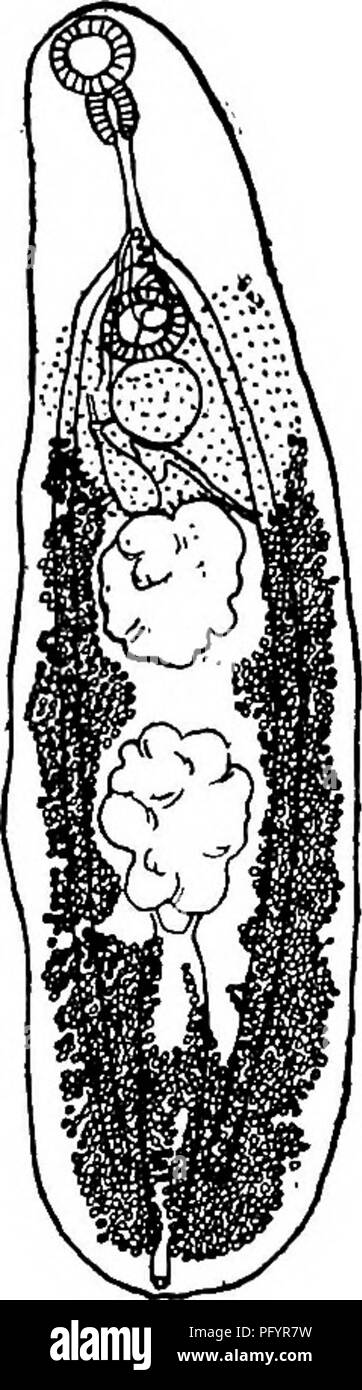 . Fresh-water biology. Freshwater biology. PARASITIC FLATWORMS 395 Q9 ...