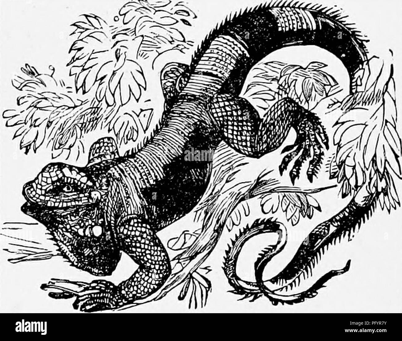 . The popular natural history . Zoology. LIZARDS. 4Â«7 The scales of ...