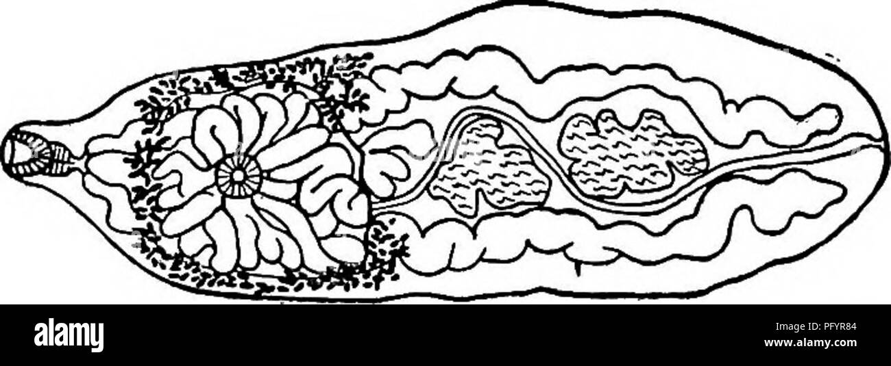 This image shows parasitic flatworms from the Opisthorchiidae family ...