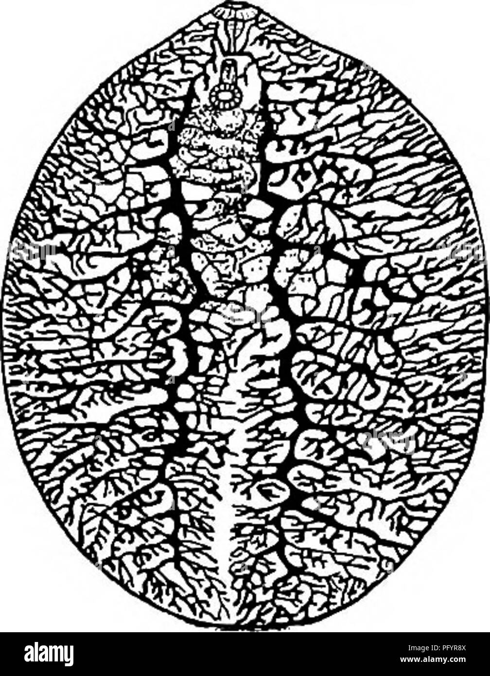 Fasciola hepatica hi-res stock photography and images - Alamy