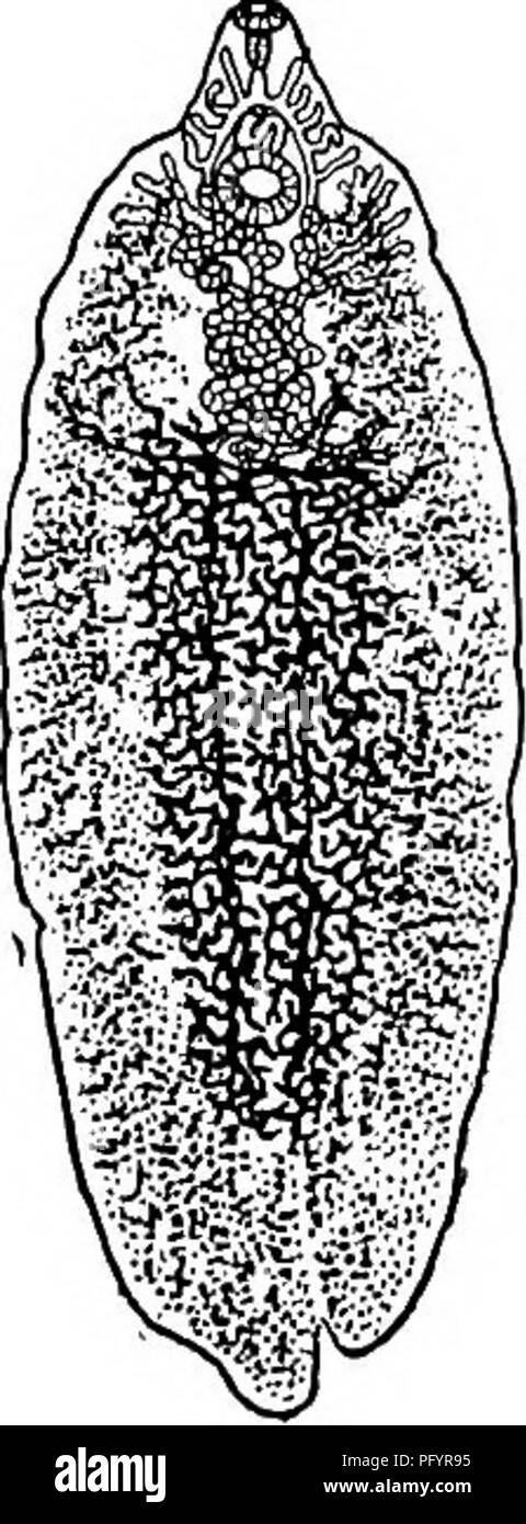 Flatworm Drawing Label