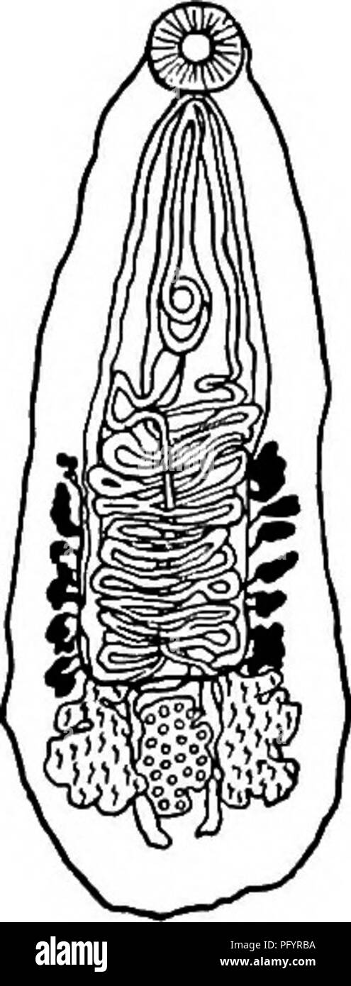 This entry on freshwater biology details the biology of parasitic ...