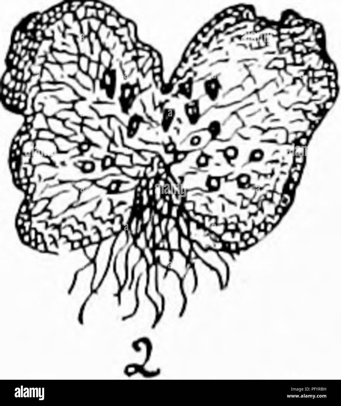 Spore case Cut Out Stock Images & Pictures - Alamy