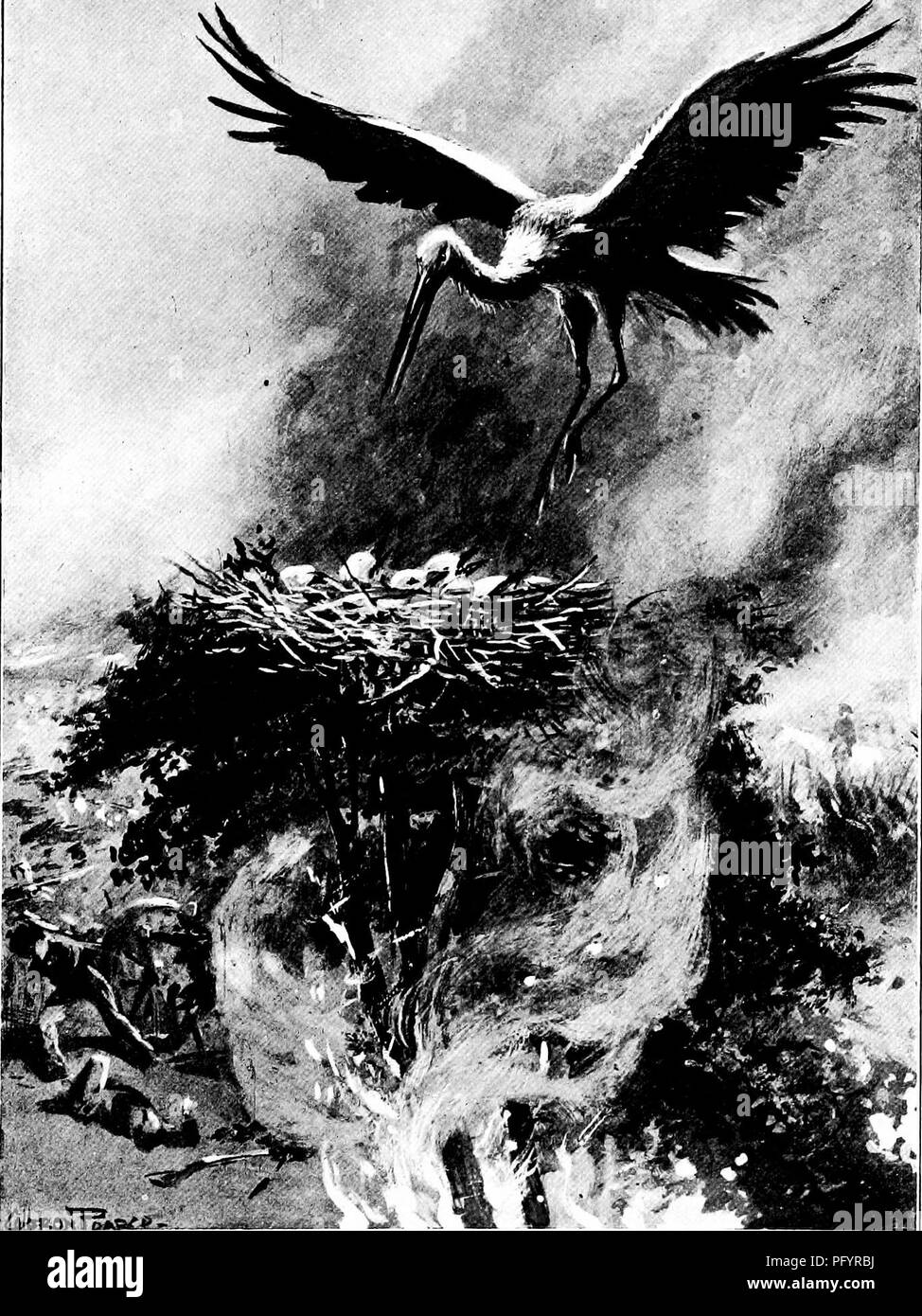 This illustrated album presents a variety of bird species, with ...