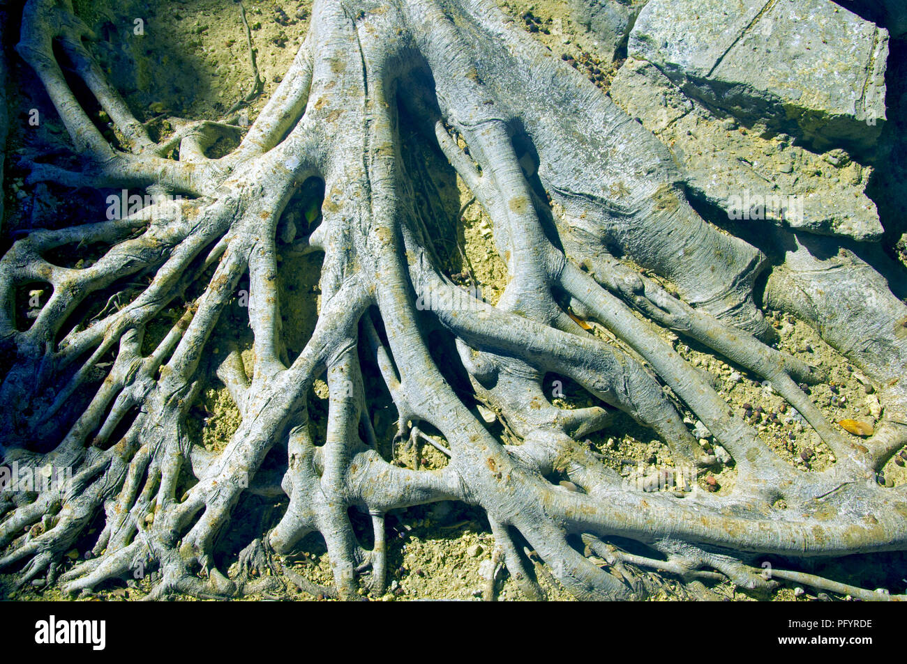 Big tree roots hi-res stock photography and images - Alamy