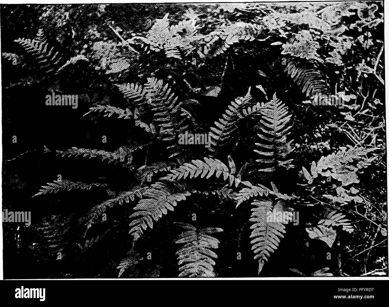 Ferns leaflets Black and White Stock Photos & Images - Alamy