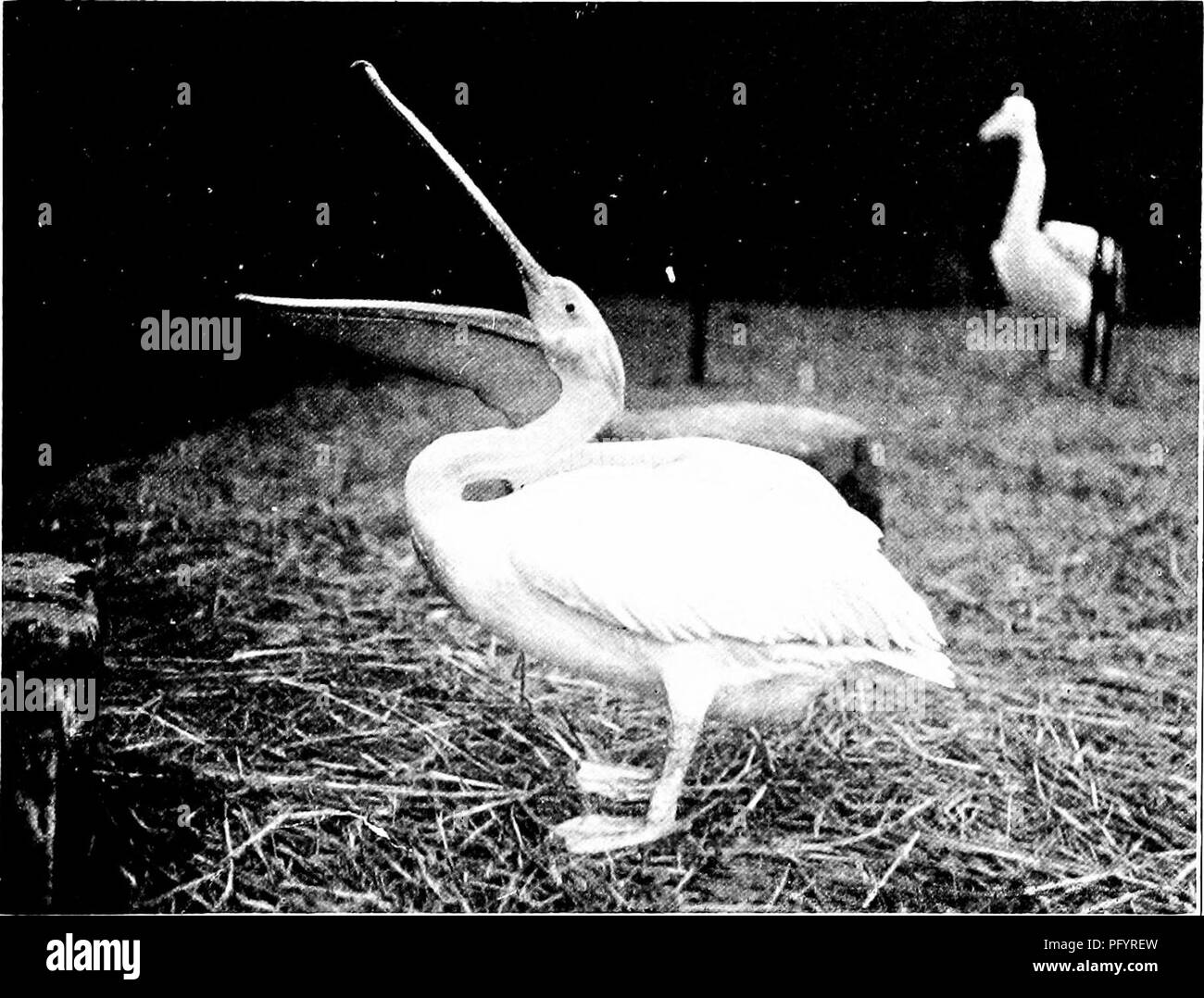Seagull anatomy Black and White Stock Photos & Images - Alamy