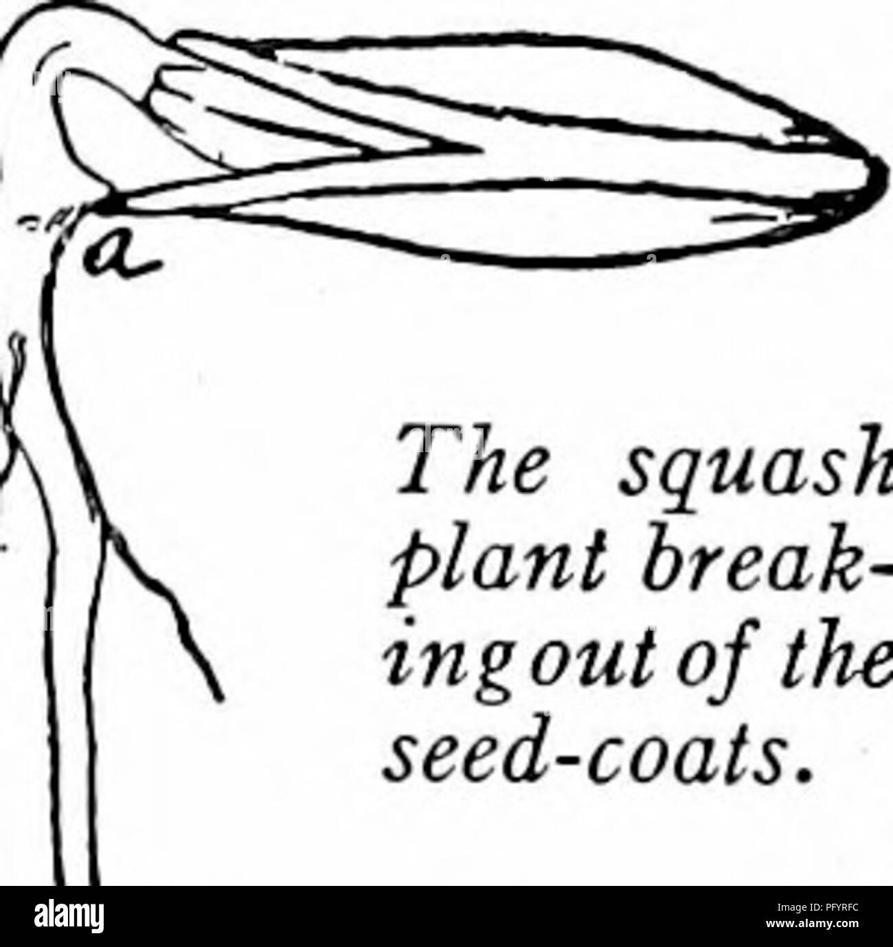 Seed coats Black and White Stock Photos & Images - Alamy
