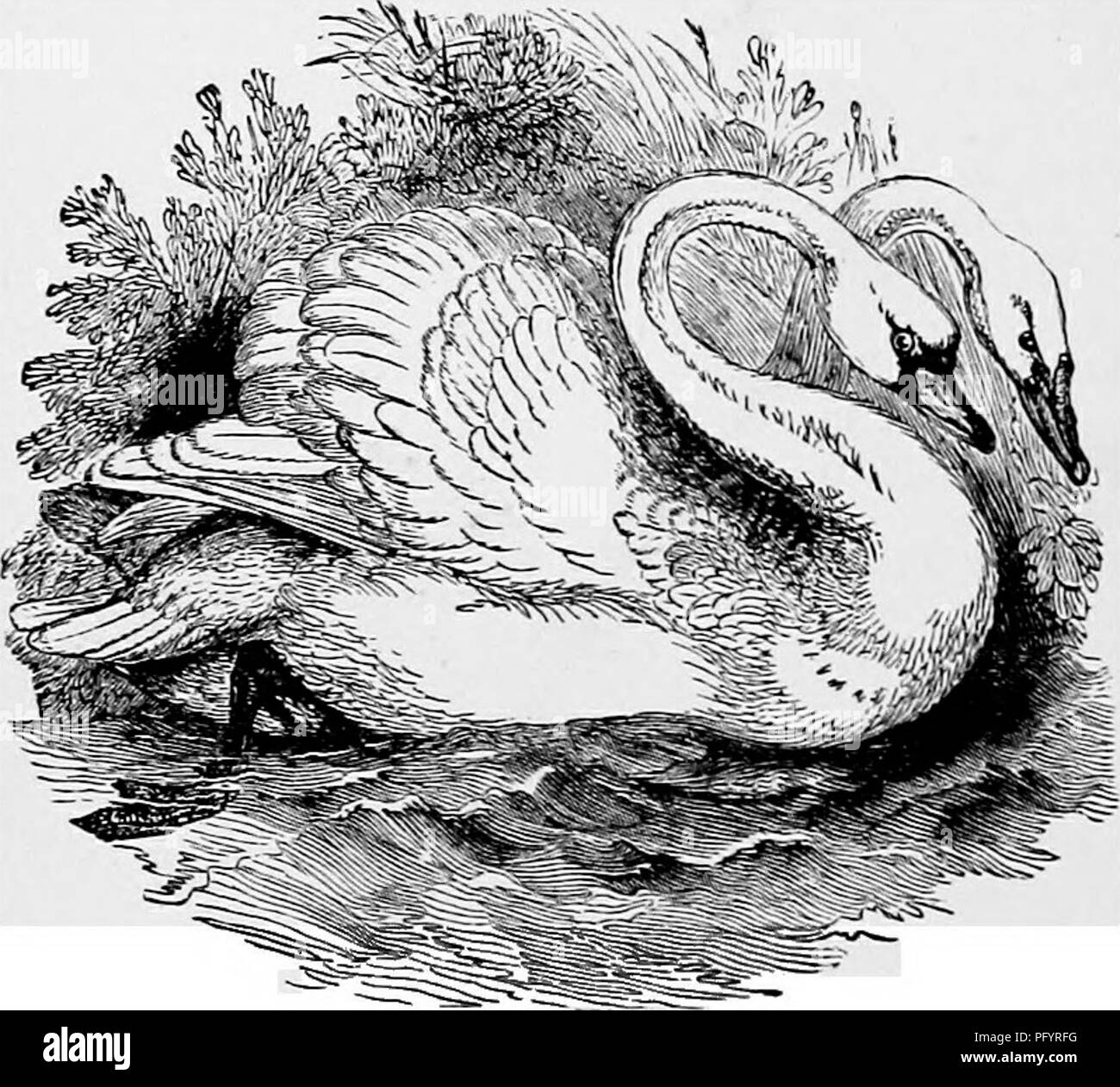 Fat bird of the barley hi-res stock photography and images - Alamy