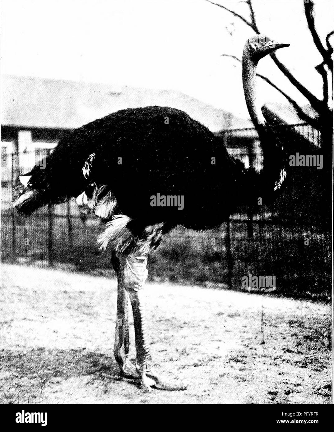 Idgf Black and White Stock Photos & Images - Alamy