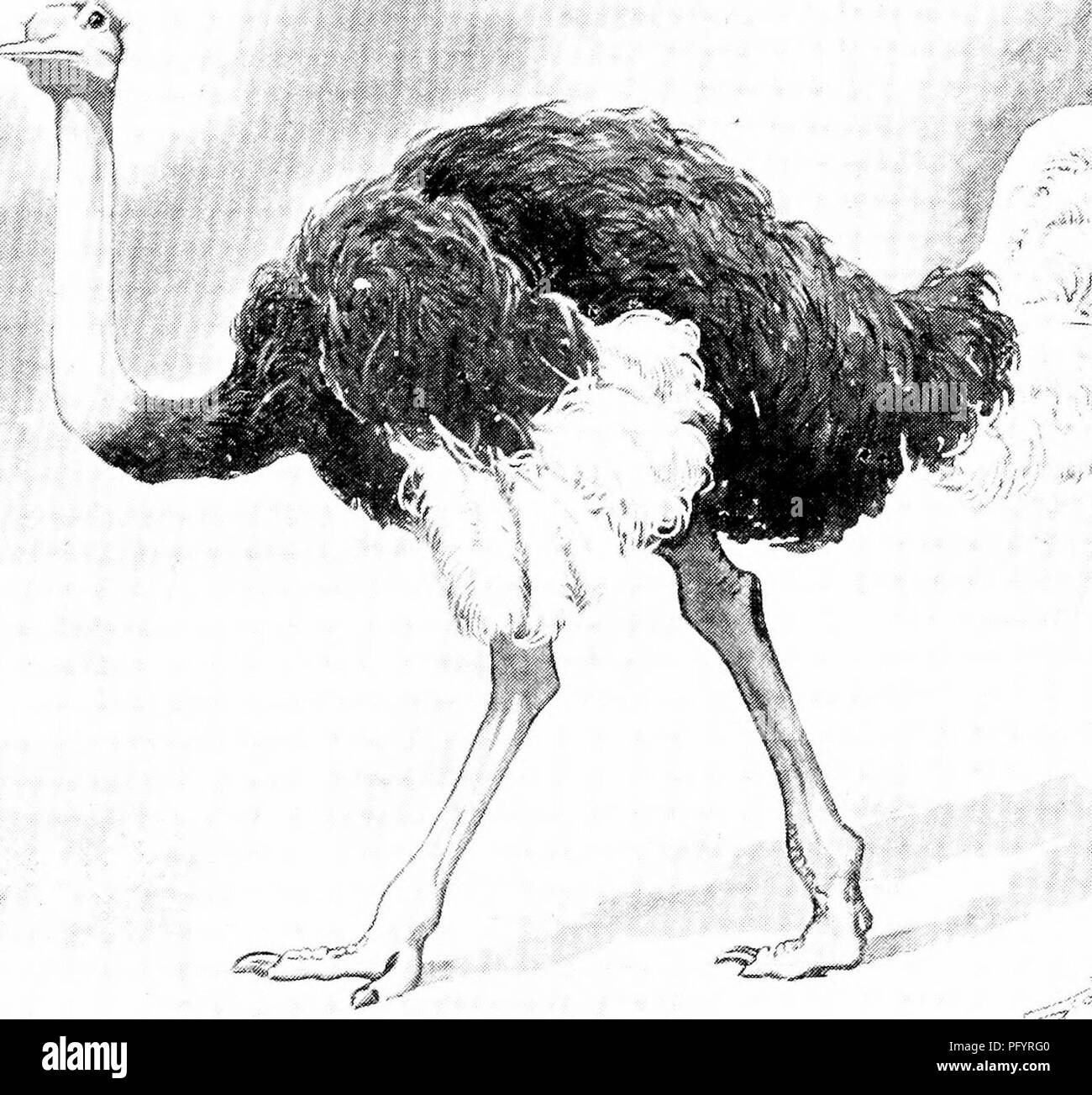 This natural history album features the ostrich, highlighting its ...