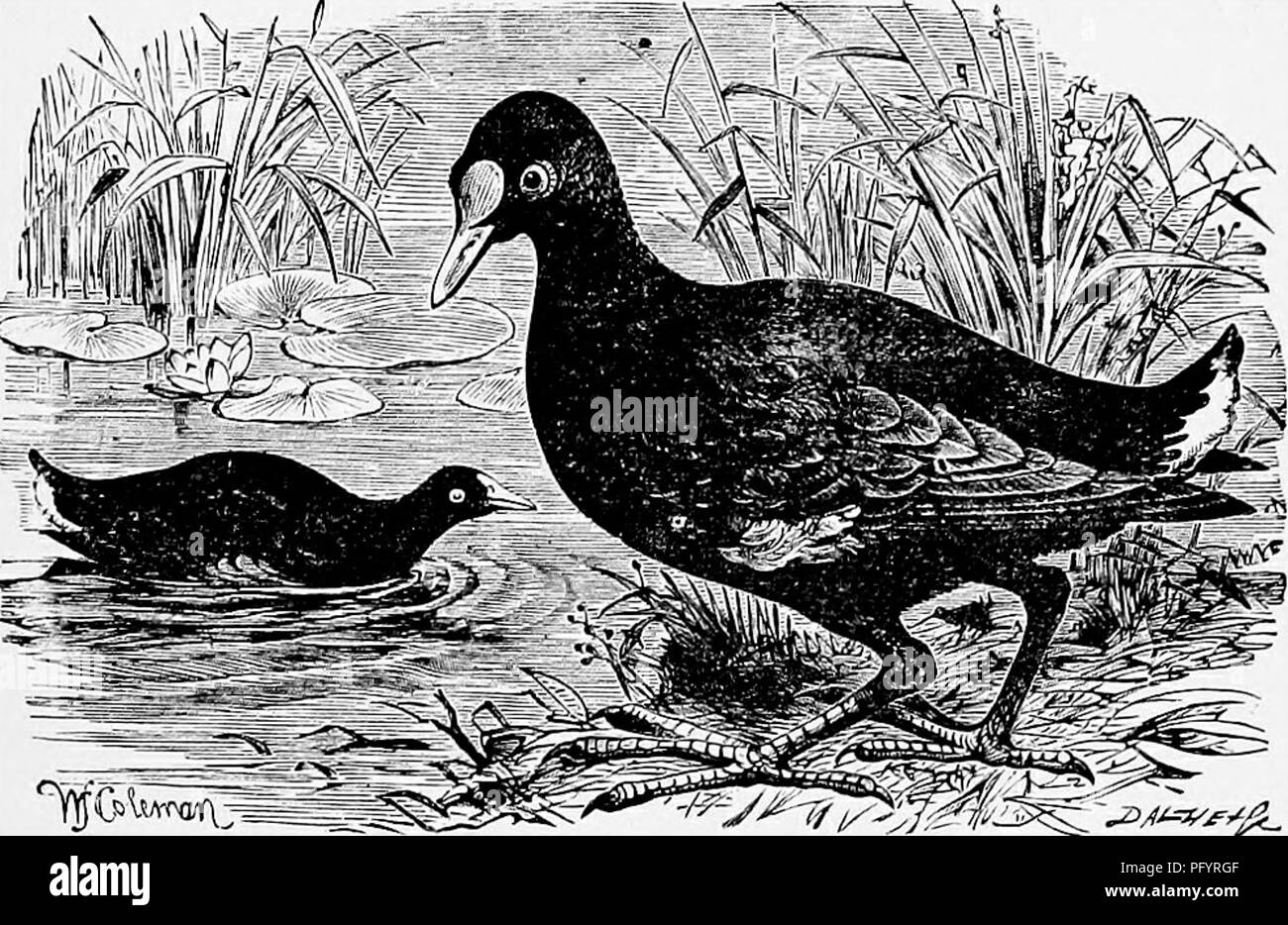 This volume provides an overview of the coot, a bird species known for ...