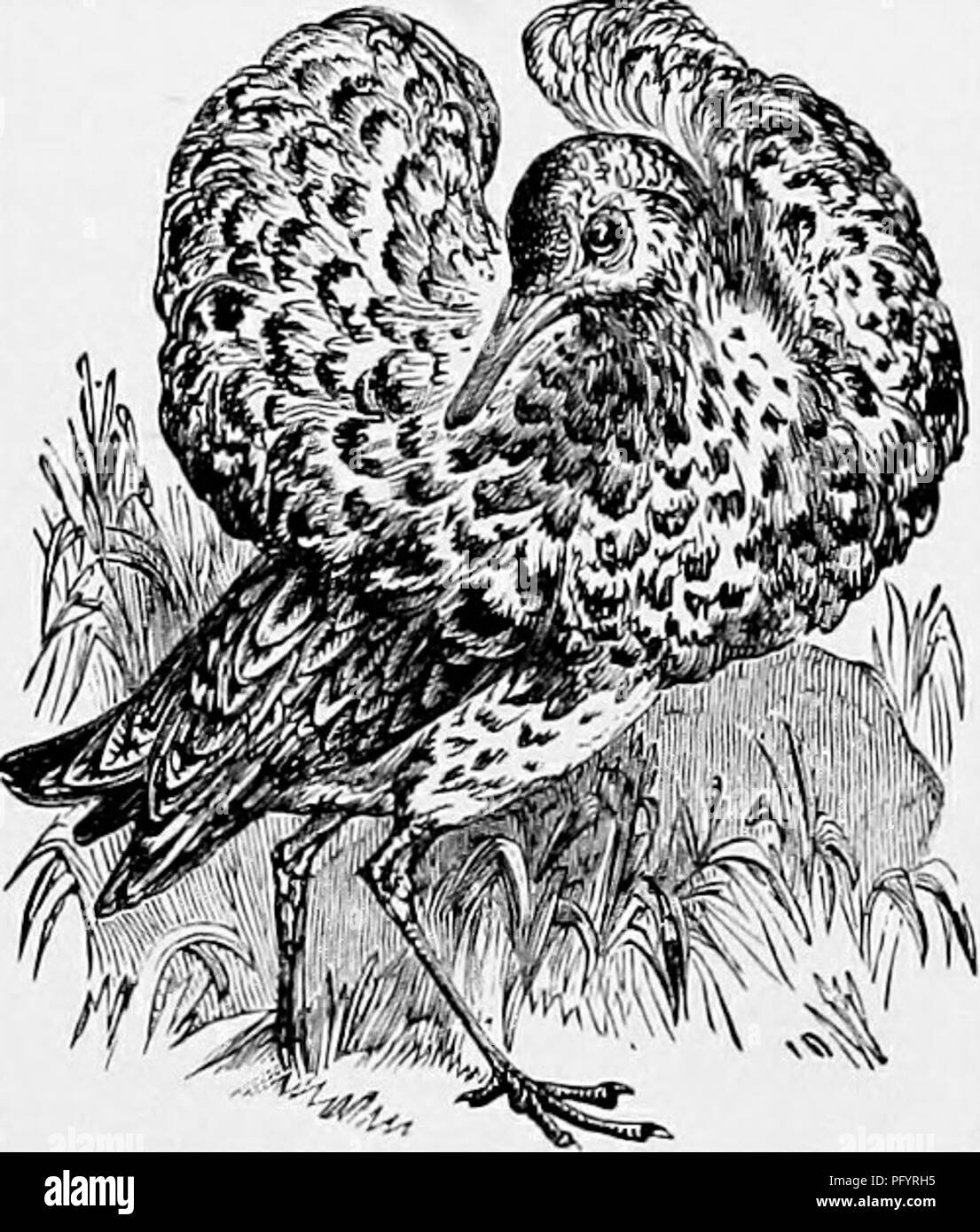 This entry from *The Popular Natural History* describes the common ...