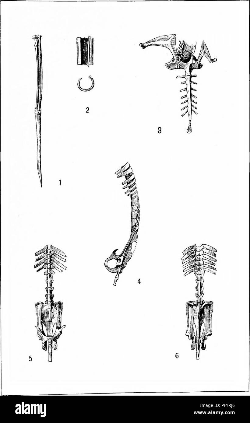 This bulletin provides a detailed examination of the families and ...