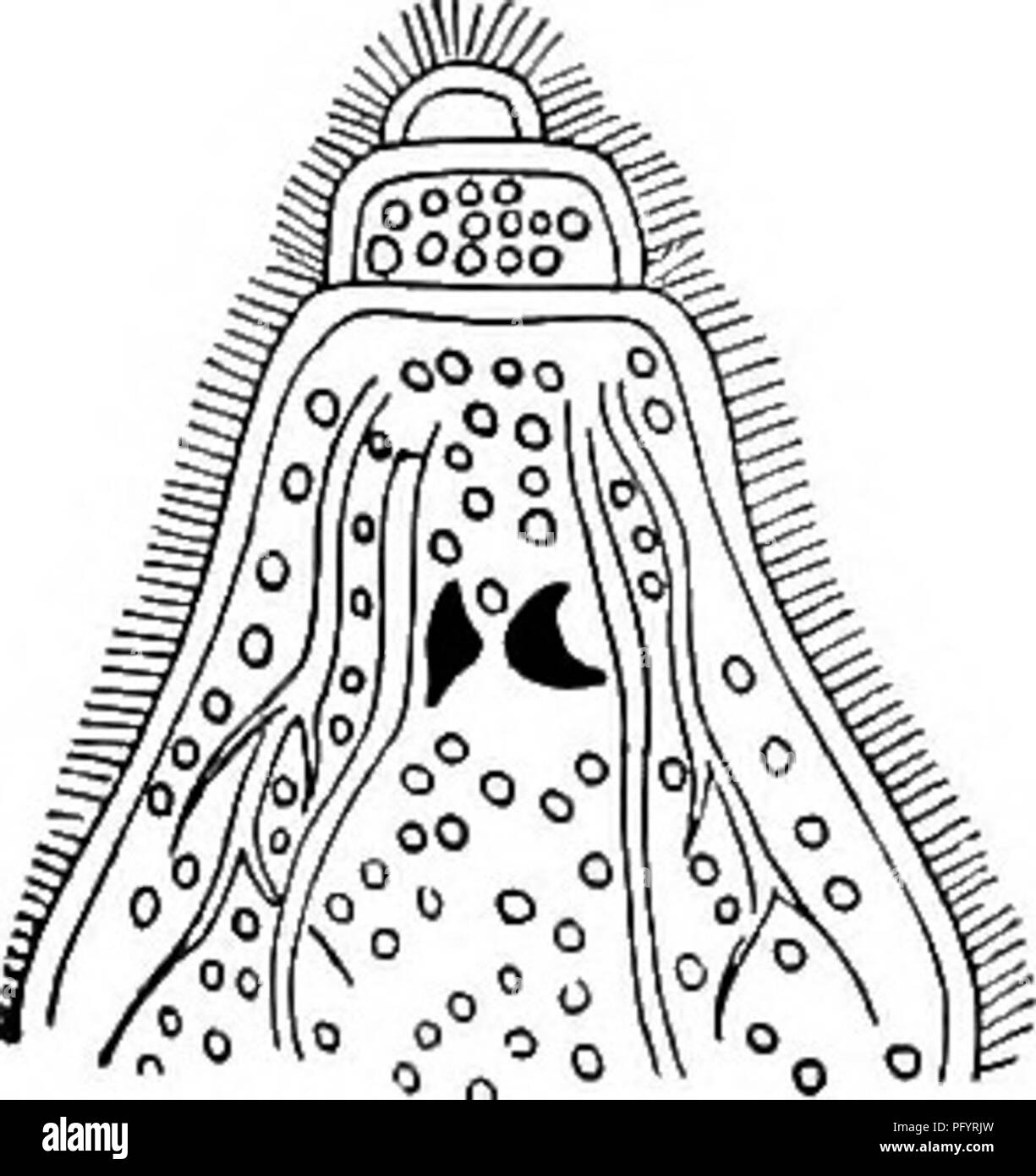 . Fresh-water biology. Freshwater biology. 63 (62) Genital pore in ...