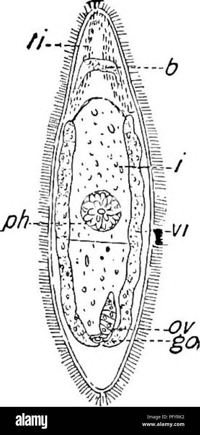 This illustration is from a study on freshwater biology, specifically ...