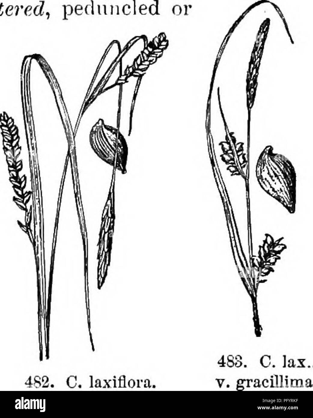Botanical manual describing flowering plants and ferns of the central ...