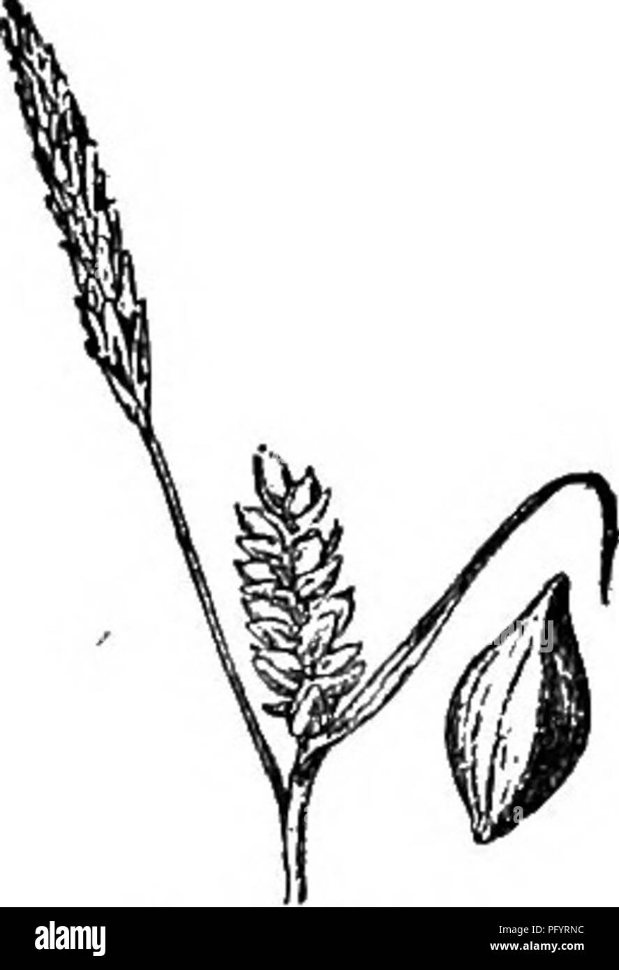 Puberulent hi-res stock photography and images - Alamy