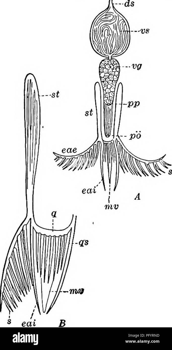 This entry in 'Fresh-water Biology' describes the chitinous anatomy of ...