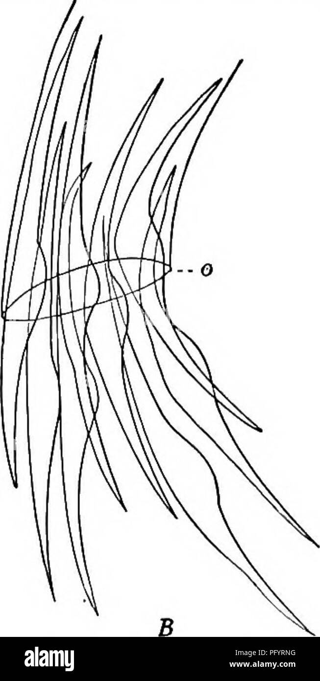 Jairchildi hi-res stock photography and images - Alamy