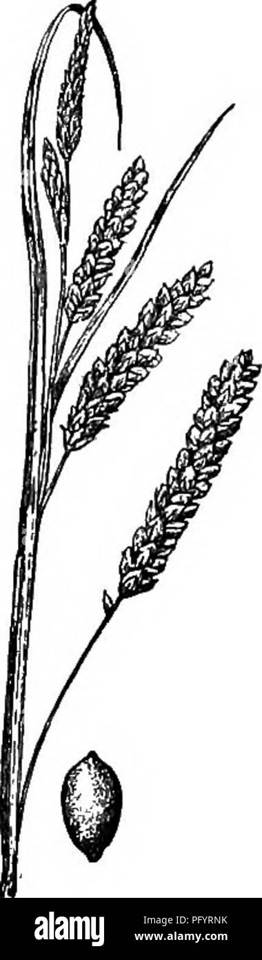 Puberulent hi-res stock photography and images - Alamy