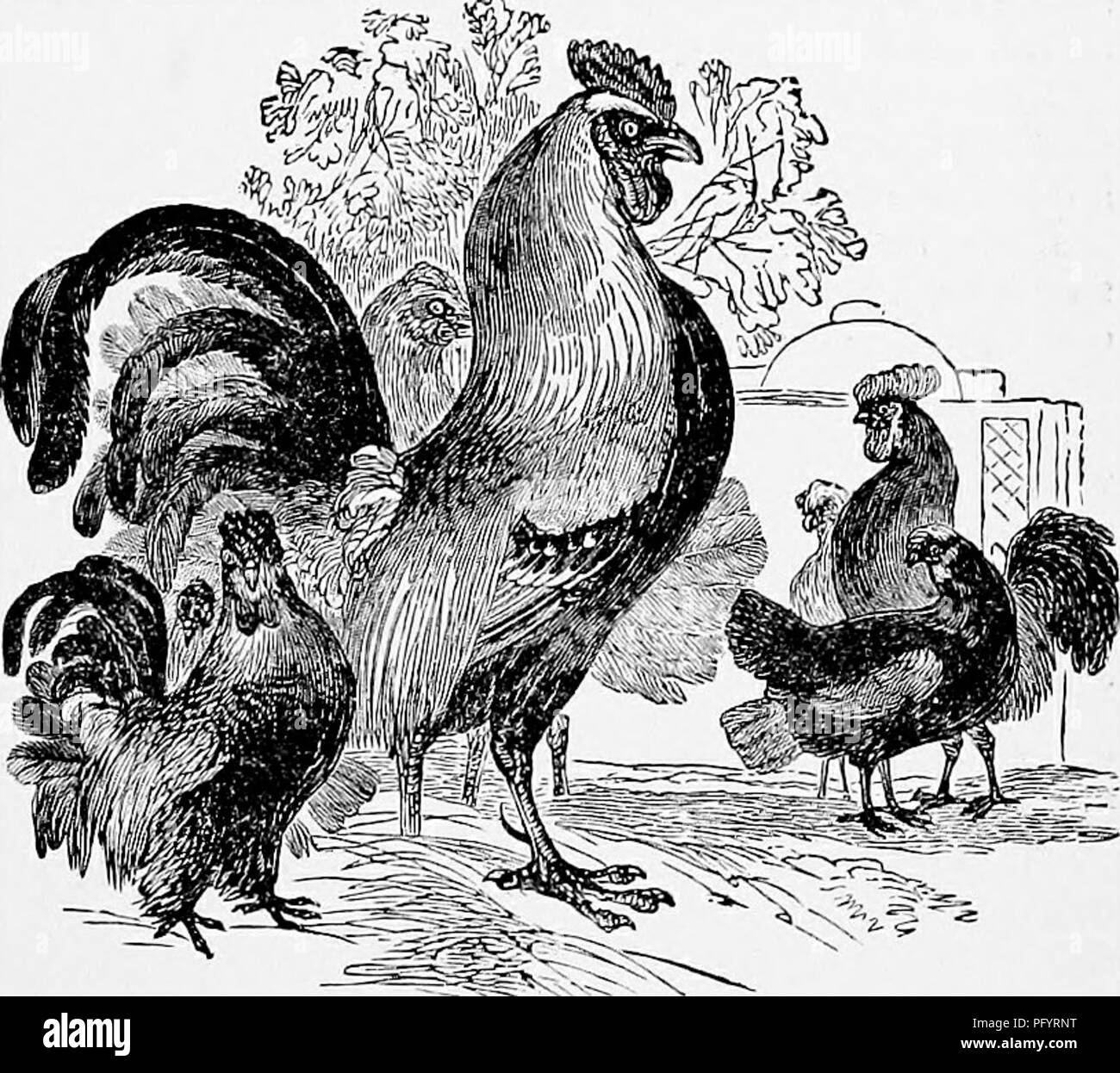 Plumage displays deep chestnut hi-res stock photography and images - Alamy