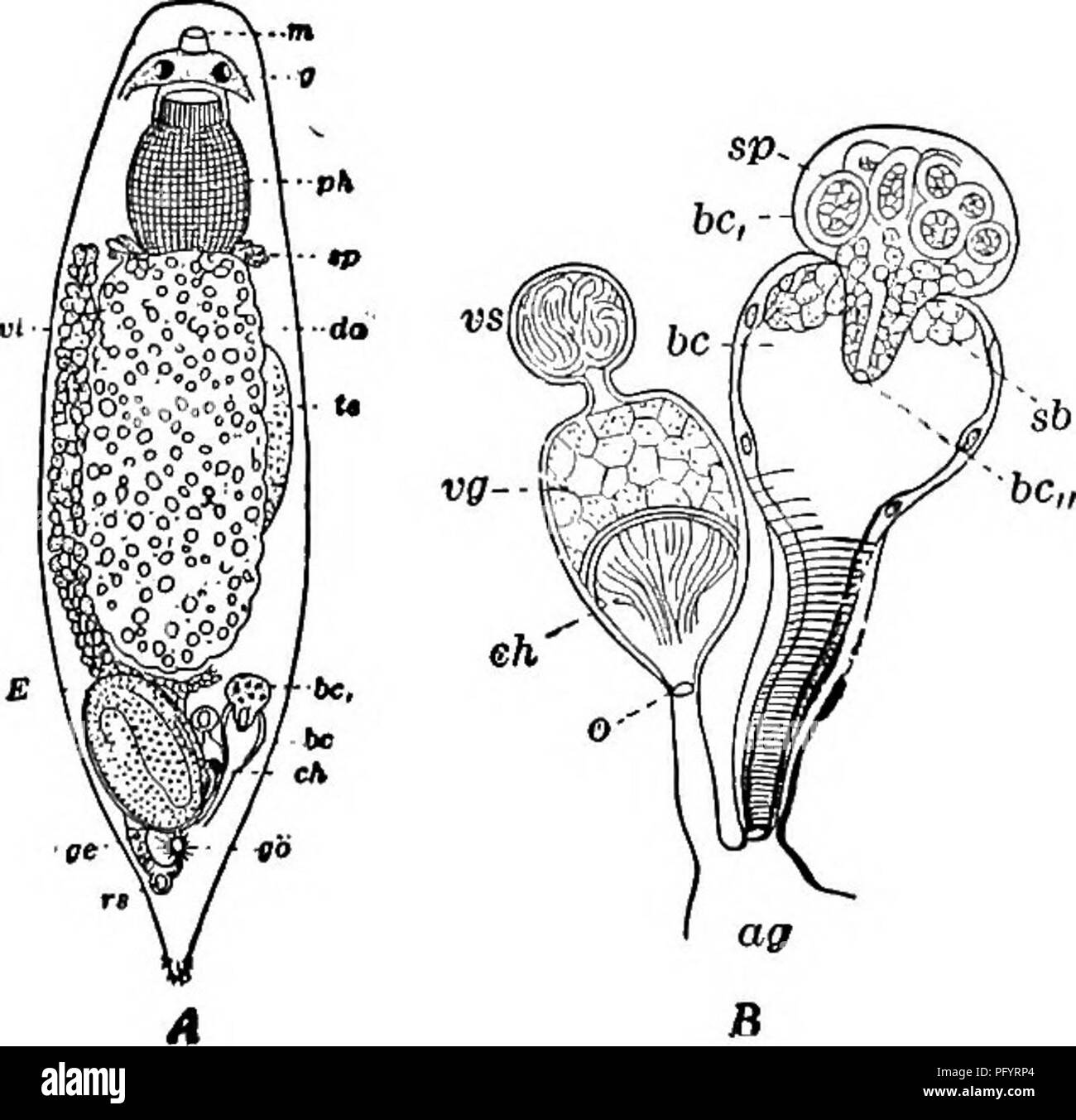 Male reproductive system diagram Black and White Stock Photos & Images ...