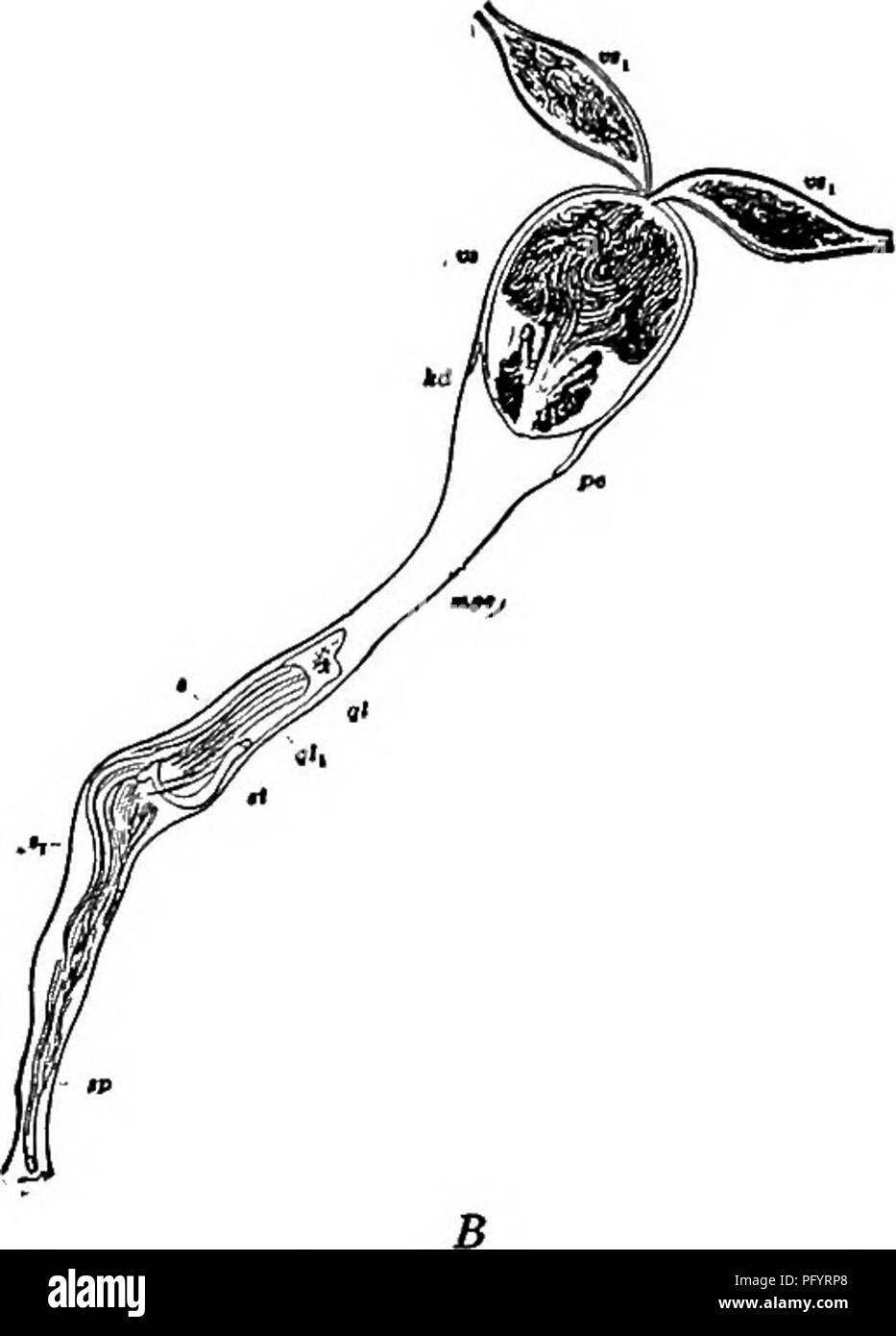 Vesicula seminalis Black and White Stock Photos & Images - Alamy