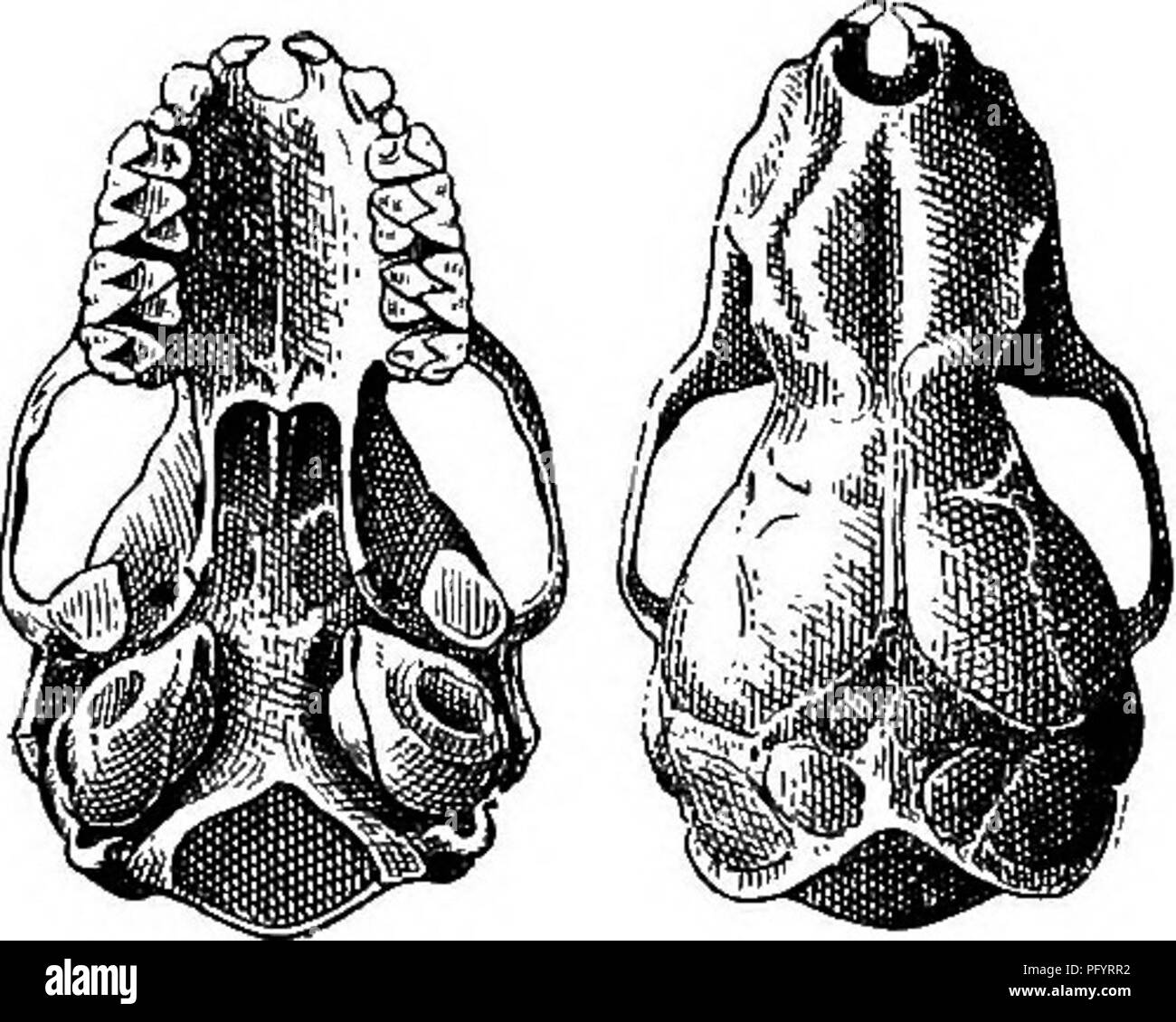 This work outlines the various families and genera of bats, offering a ...