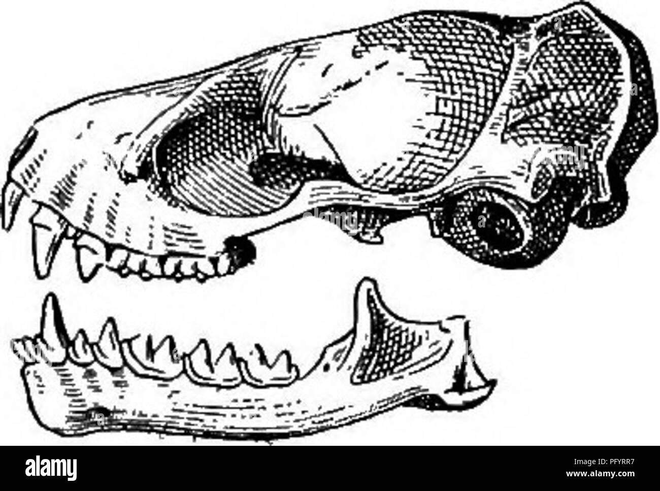 This bulletin from the United States National Museum provides a ...