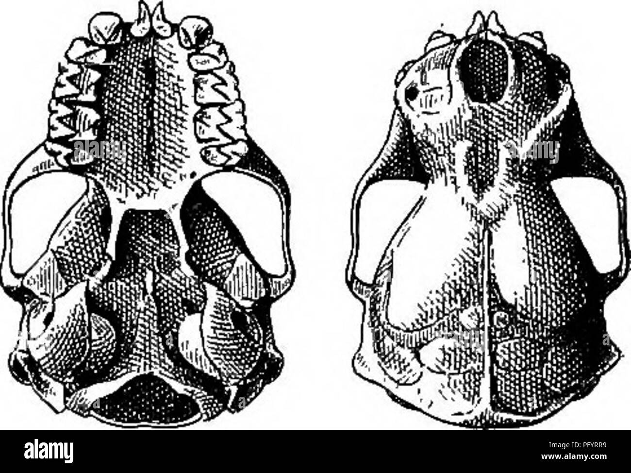 This work details the taxonomy of bat species, with a focus on the ...