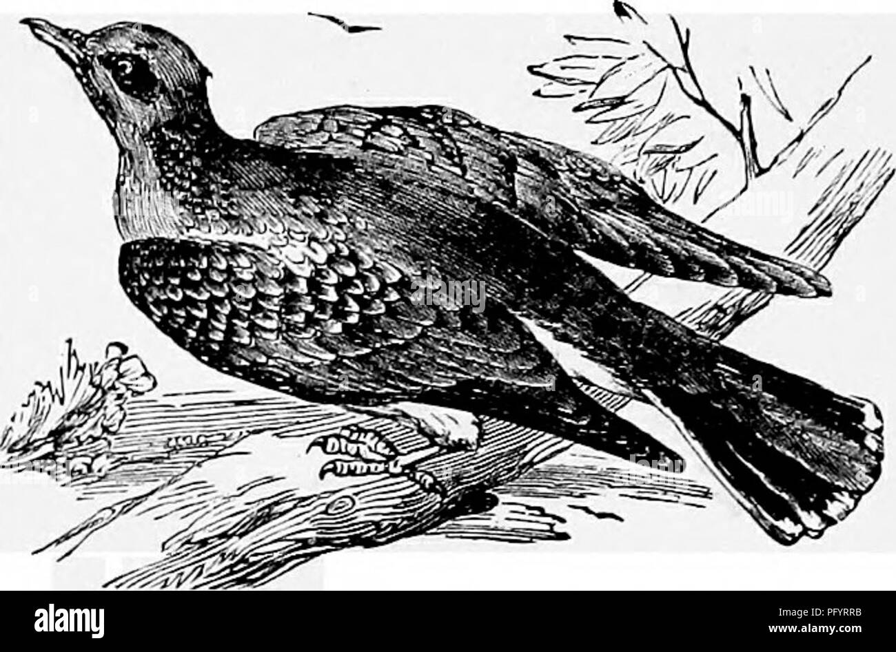 Dodo Bird Black and White Stock Photos & Images - Alamy