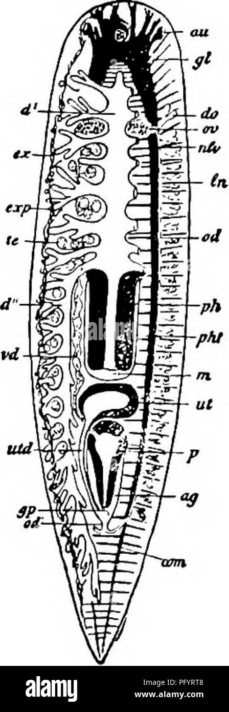 . Fresh-water biology. Freshwater biology. Fig. 589. Structure of a ...