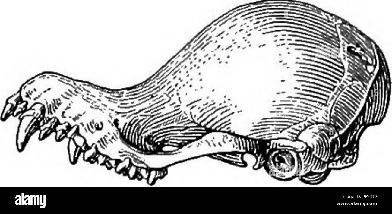 Rounded cusps hi-res stock photography and images - Alamy