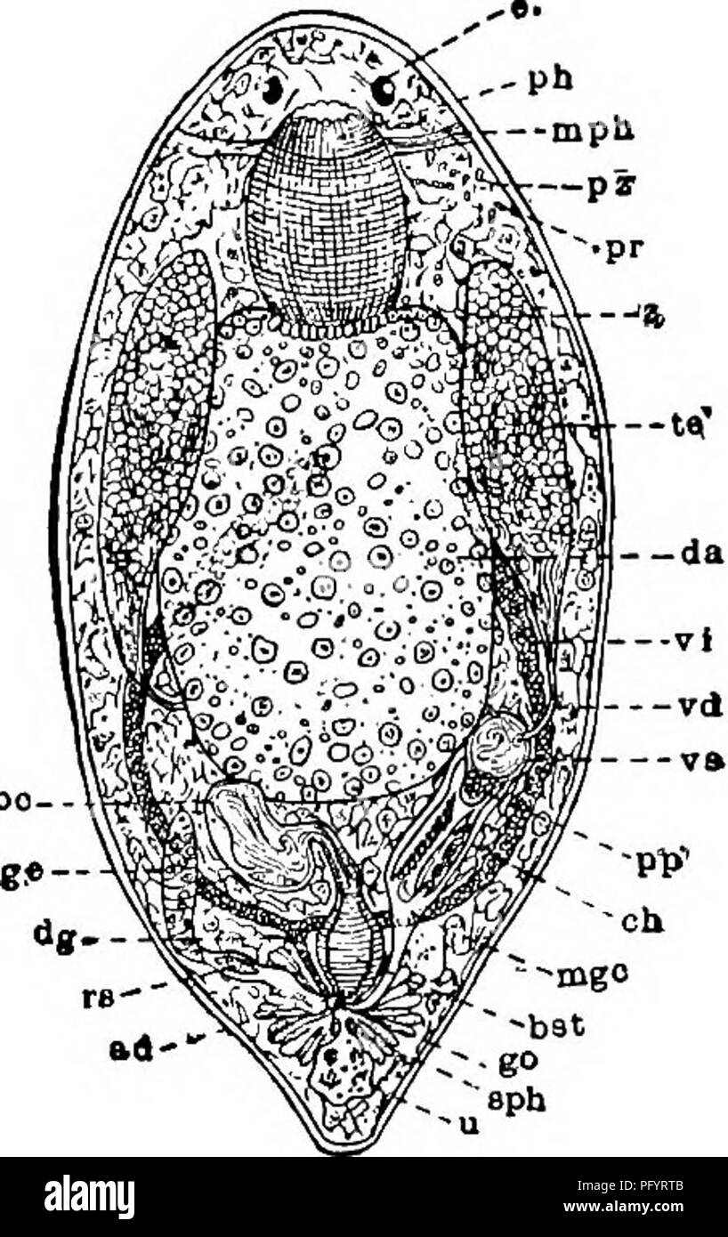 This text provides a key to identifying North American free-living ...