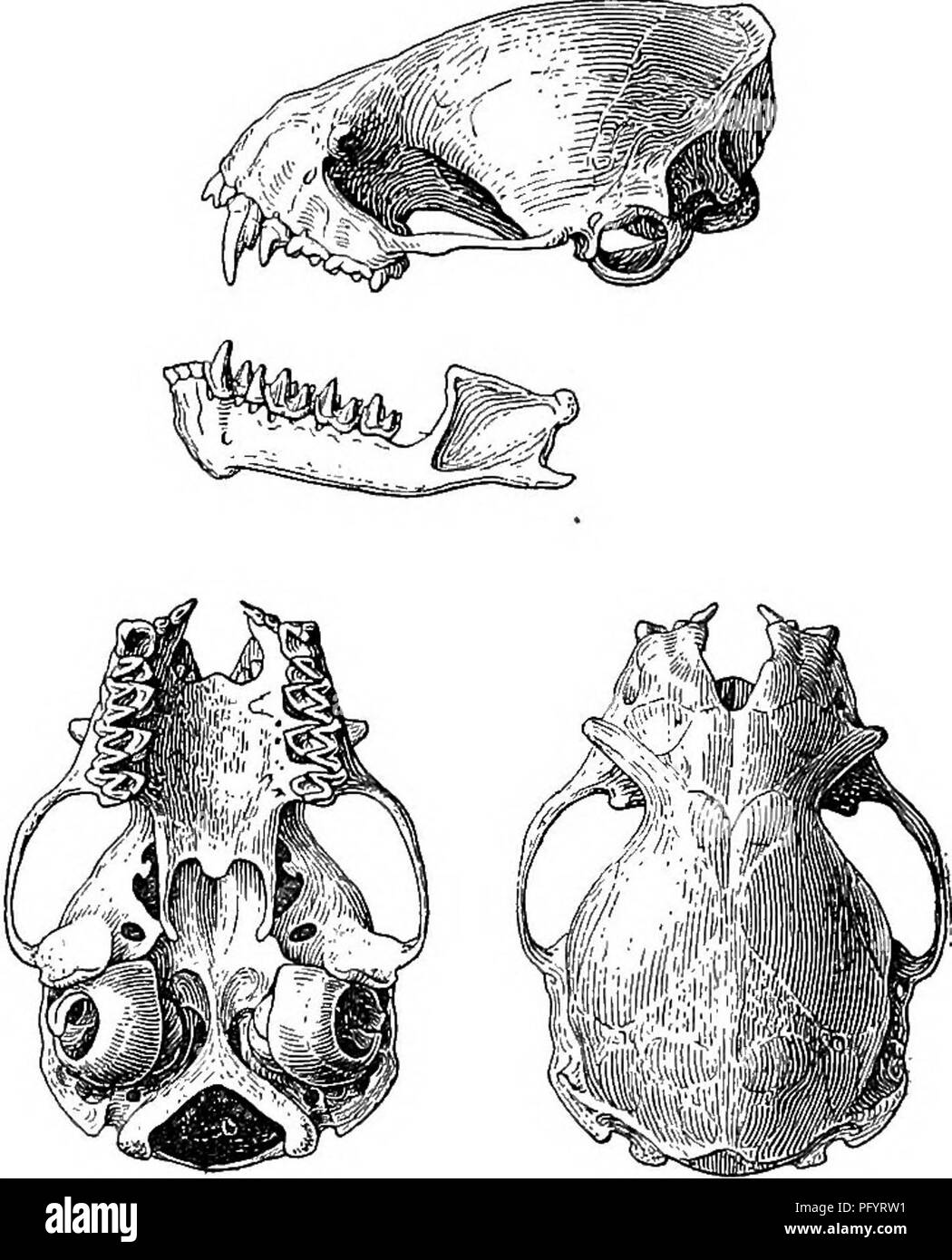 . The families and genera of bats . Bats; Bats. 214 BULLETIN 57, UNITED ...
