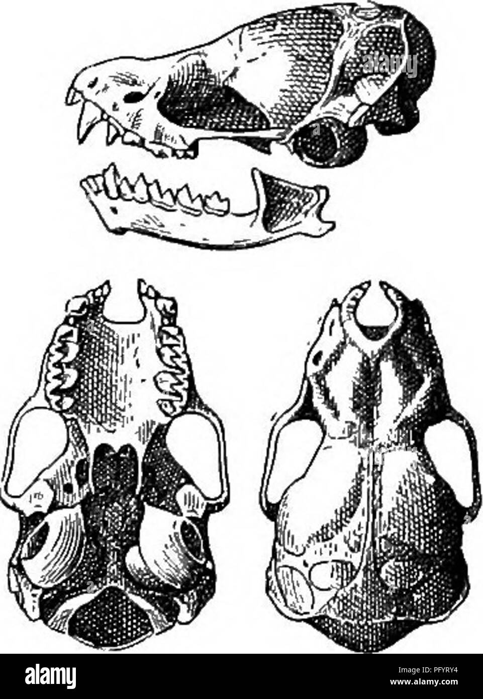 Large incisor Black and White Stock Photos & Images - Alamy