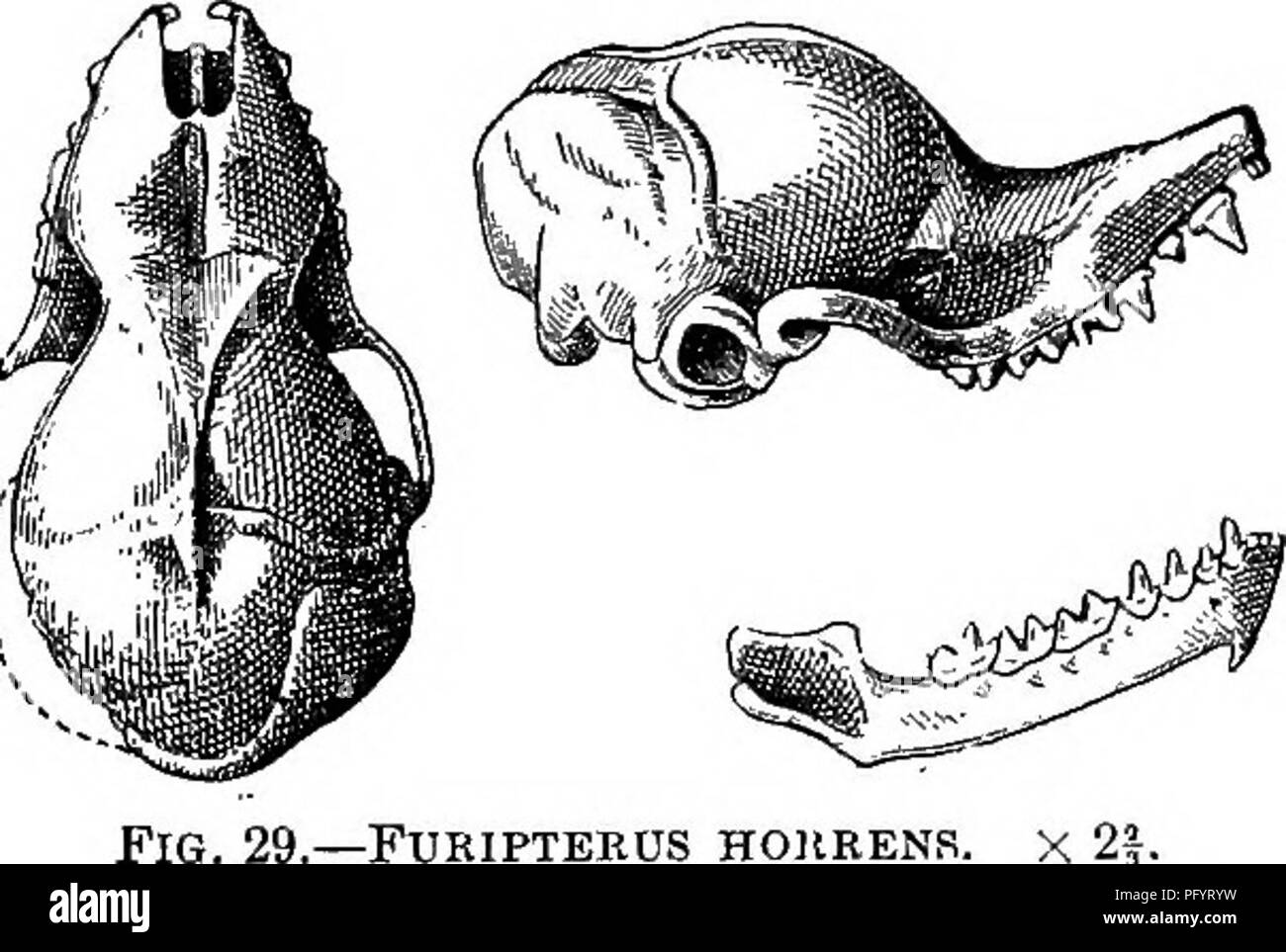 This work offers a comprehensive classification of bat families and ...