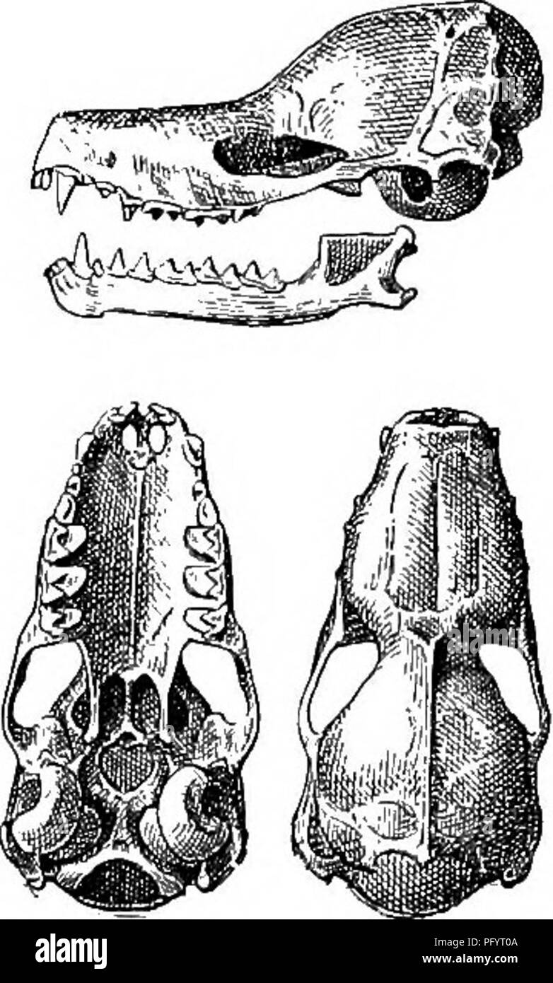 This bulletin from the U.S. National Museum covers the families and ...