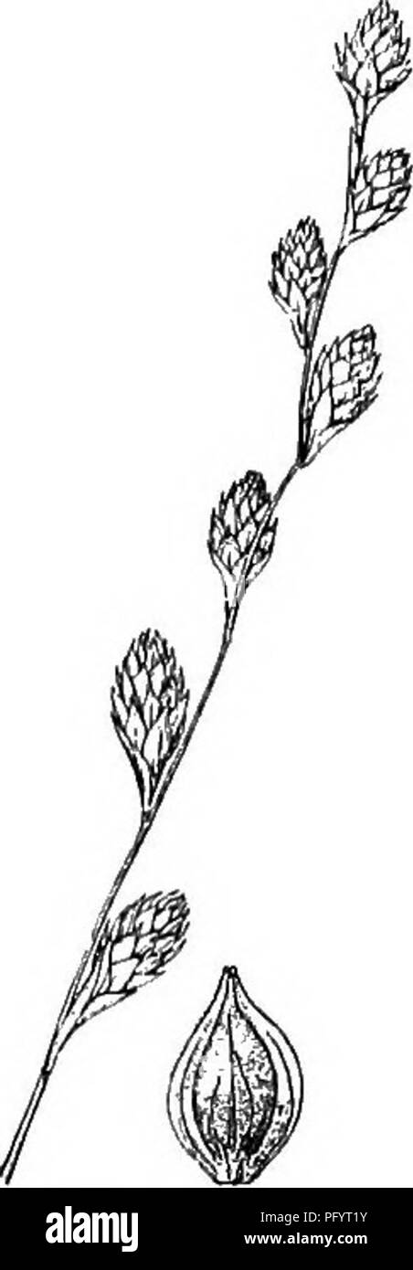 Ovoid Bodies High Resolution Stock Photography and Images - Alamy