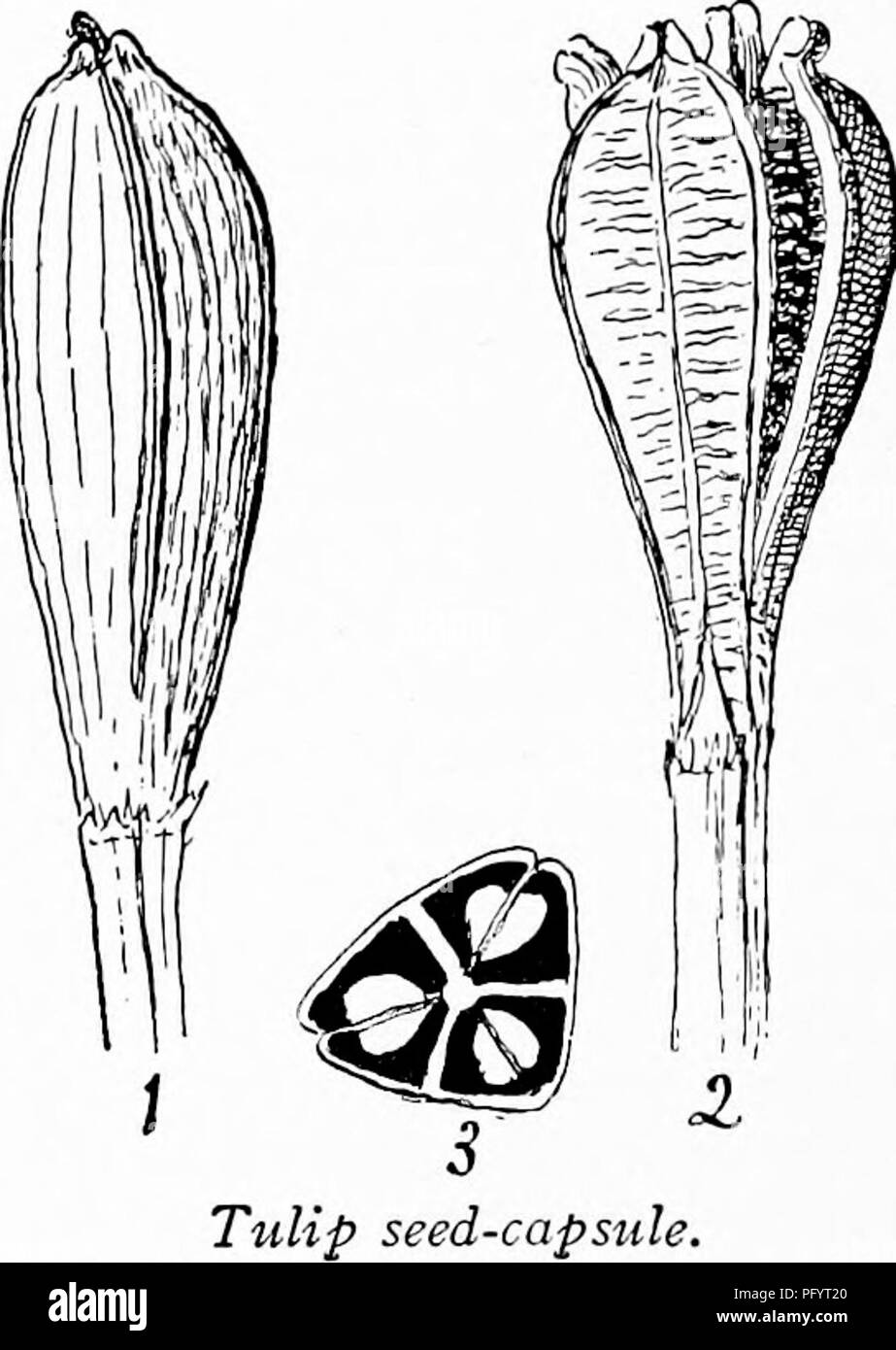 Lobed stigma Black and White Stock Photos & Images - Alamy