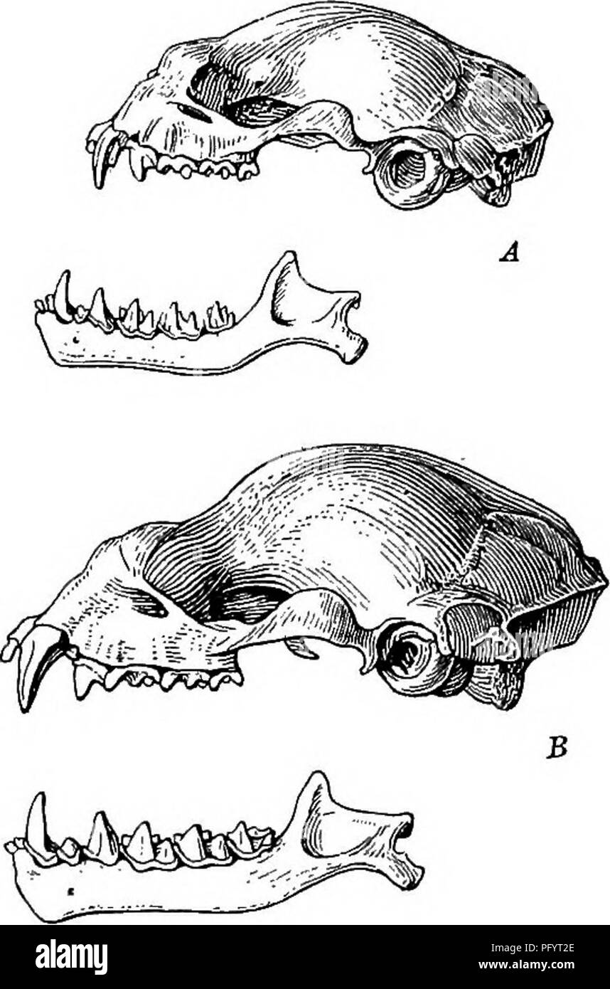 This work delves into the taxonomy and characteristics of various bat ...