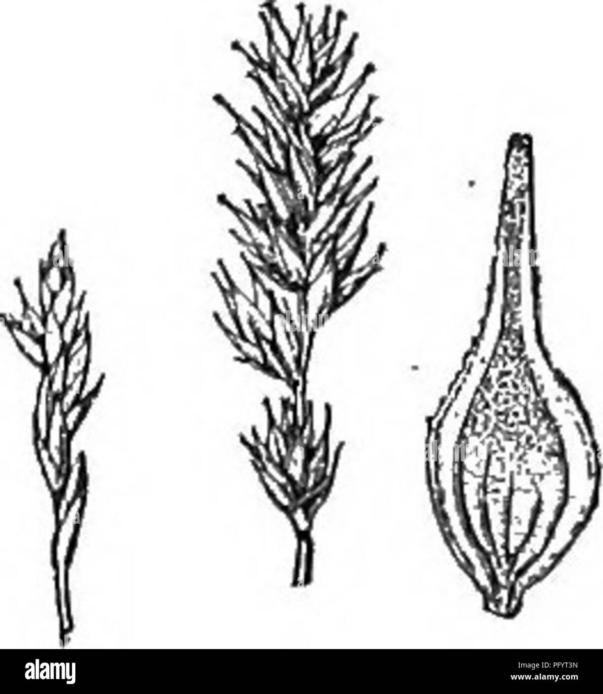 Brown tips ferns hi-res stock photography and images - Alamy